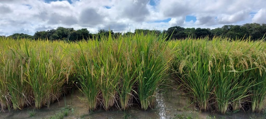 Embrapa estuda novos métodos de cultivo de arroz em Roraima - Roraima 1